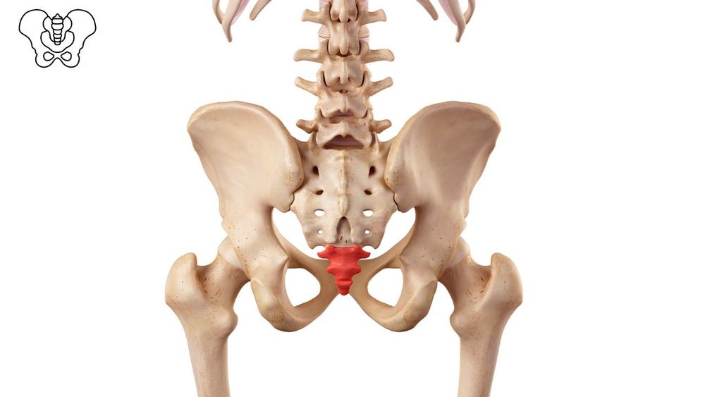 How to Use a Coccyx Cushion?